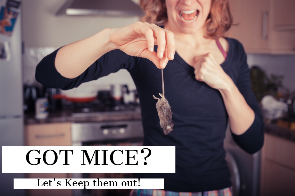 Rodent Proofing Your Home - Pestrol